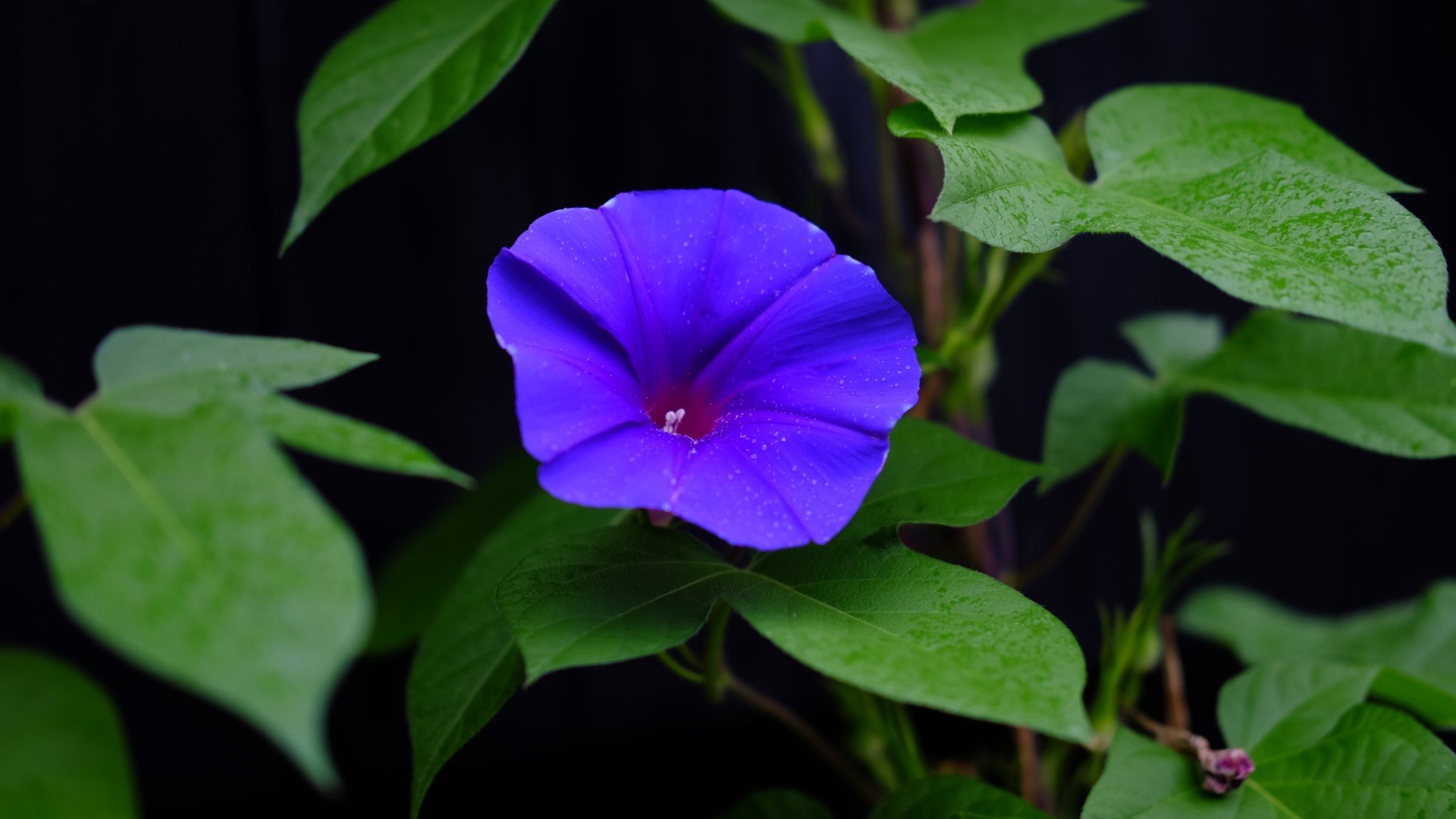 March gardening guide and garden tasks - The Oxford Magazine