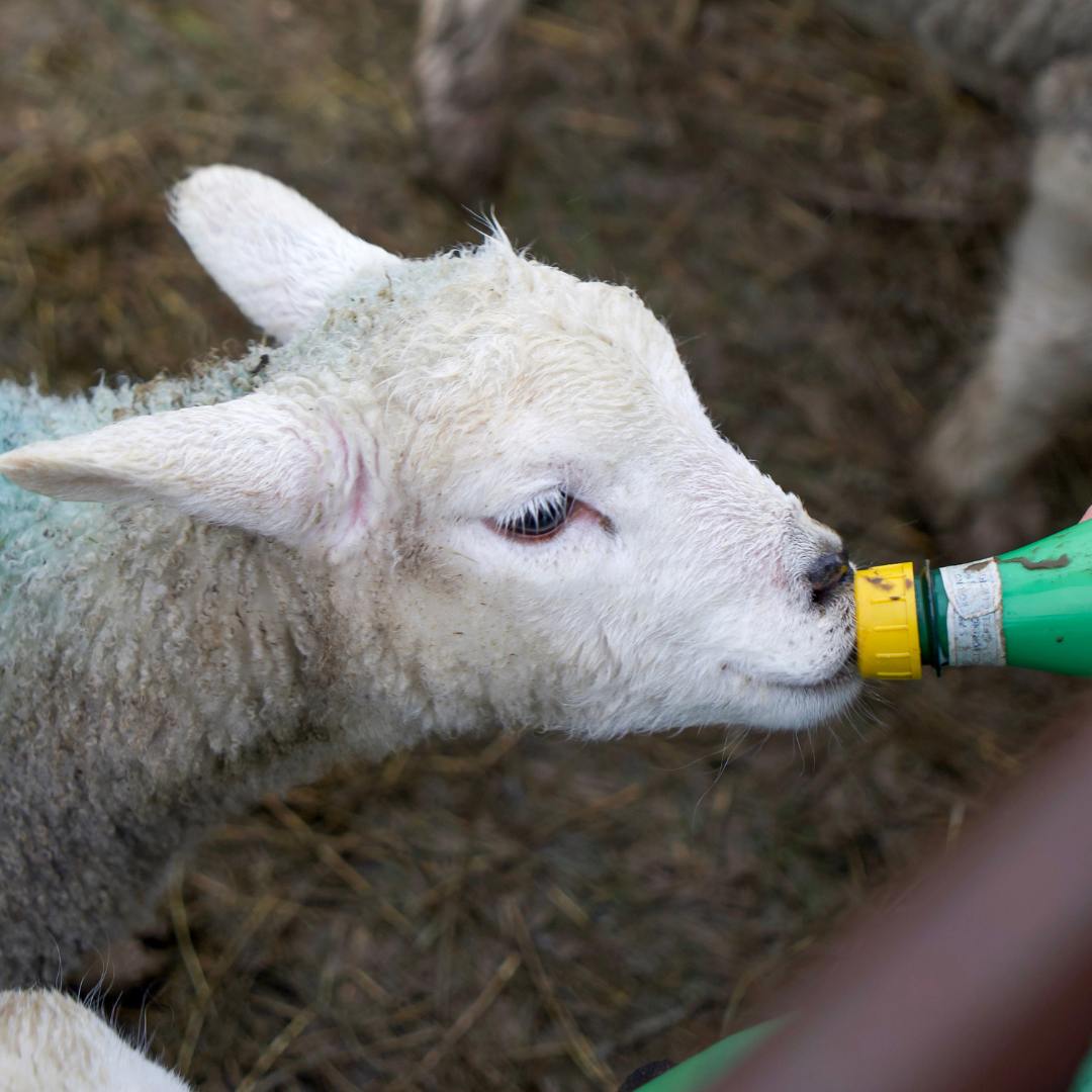 Spring on the Farm at Hogshaw Farm & Wildlife Park - The Oxford Magazine